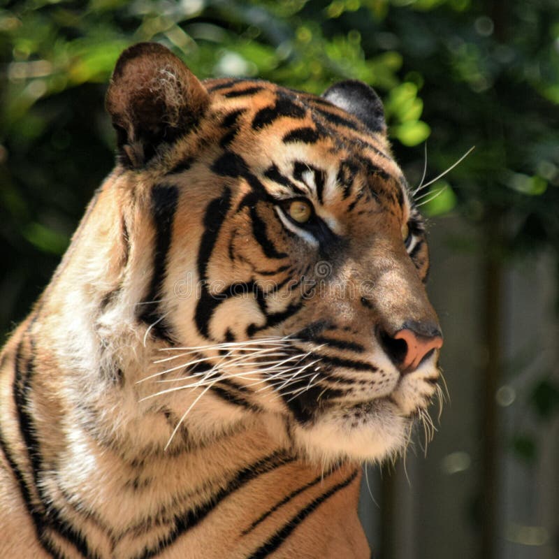 Tiger. stock image. Image of whiskers, tiger, snout, wildlife - 42722239