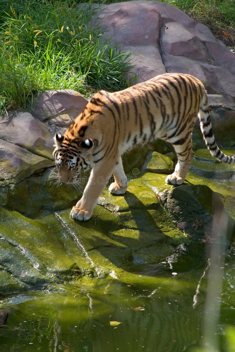 137 Tiger Approaching Stock Photos - Free & Royalty-Free Stock Photos ...