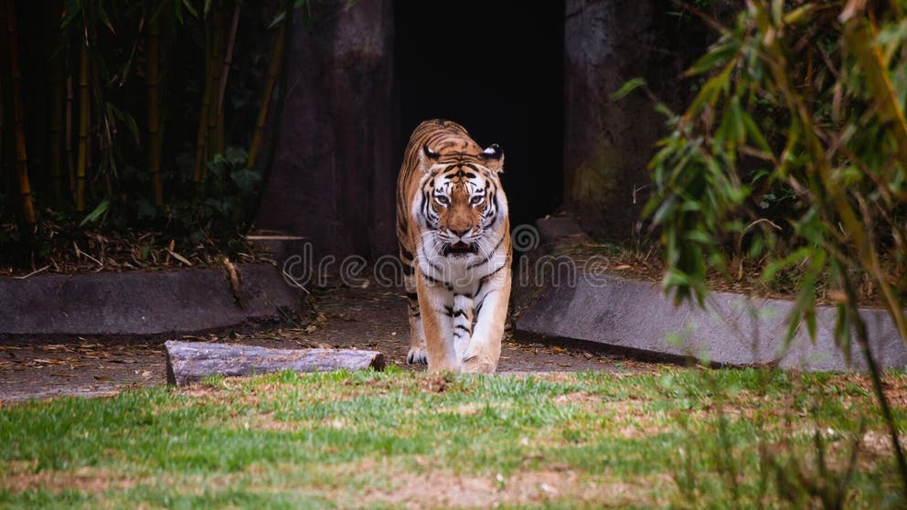 158 Tiger Approaching Stock Photos - Free & Royalty-Free Stock Photos ...