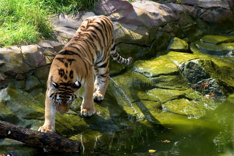 Tiger - Stealth stock photo. Image of sumatran, sneaky - 12480160