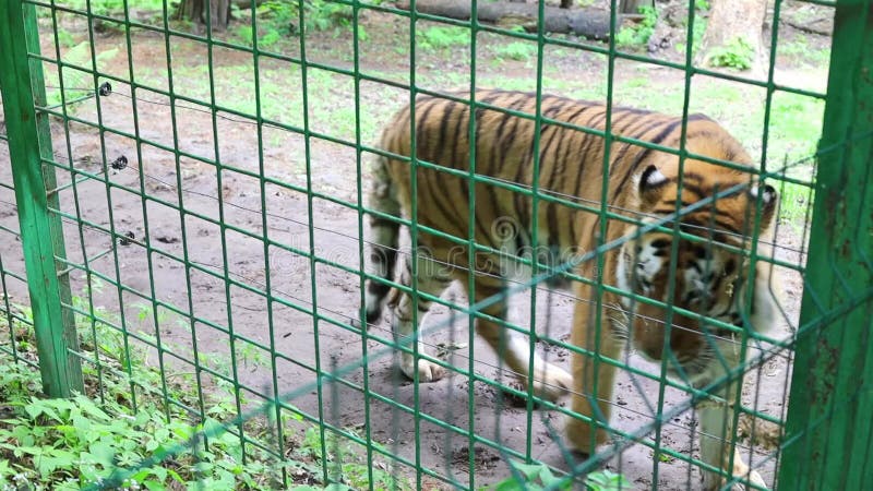 The Tiger, As a Border Guard, Protects Its Territory in the Reserve ...