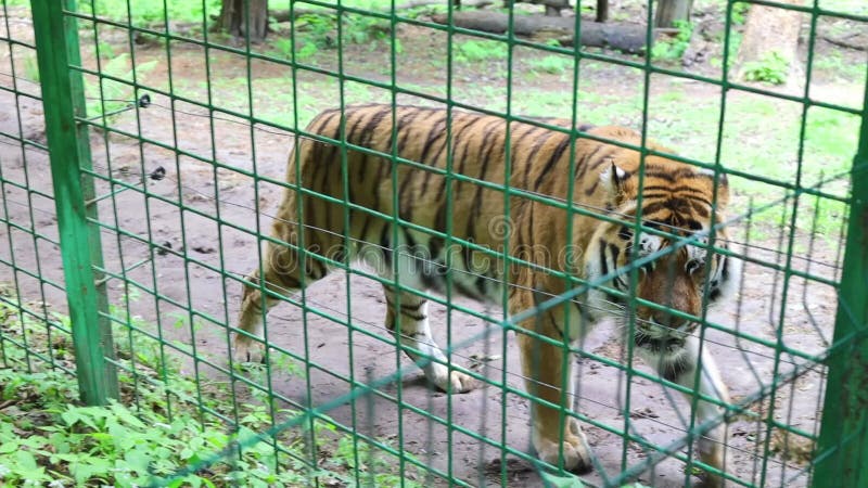 The Tiger, As a Border Guard, Protects Its Territory in the Reserve ...