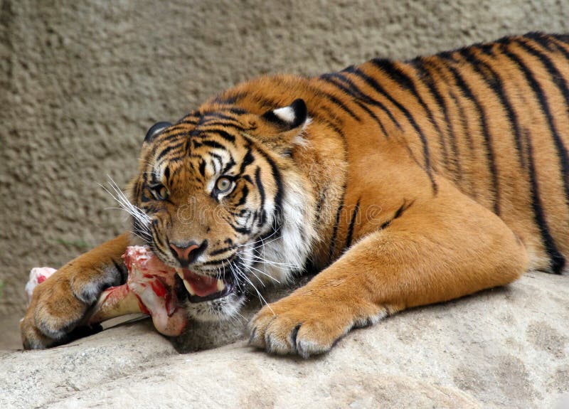 Tiger stock image. Image of bone, detail, asian, buckskinman - 32121461