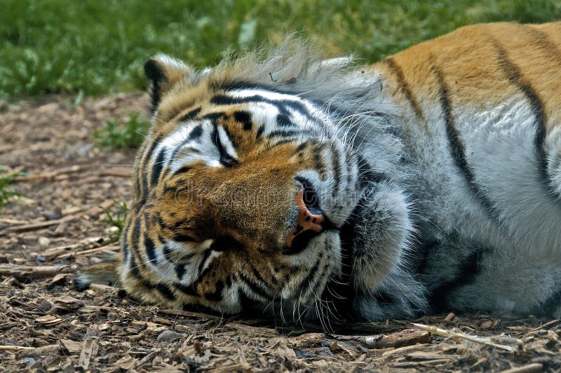 Tiger asleep stock image. Image of savage, kill, sleep - 36881259