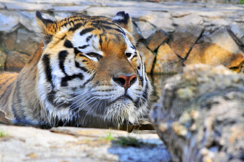 Tiger attack stock photo. Image of hunt, asian, lying - 18869412