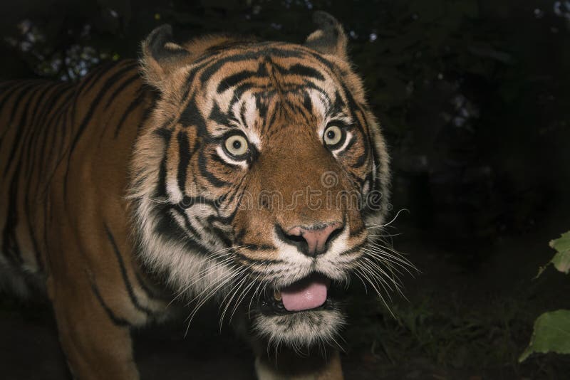 Tiger attack stock image. Image of angry, beautiful, asian - 43878227