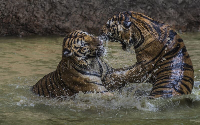 Tiger attack stock image. Image of river, slowly, tigers - 83820637