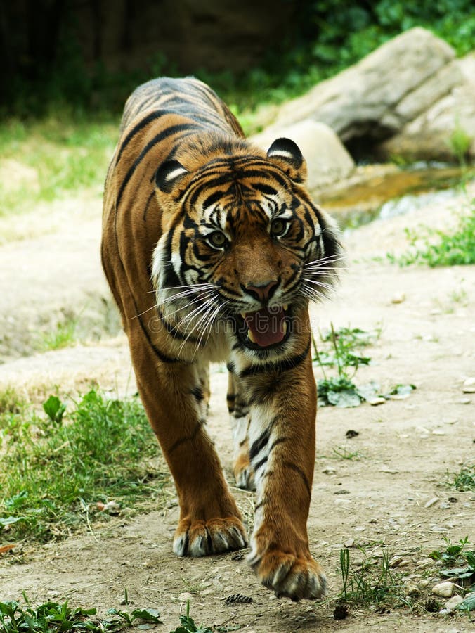 Tiger before attack stock photo. Image of asian, predator - 41901202
