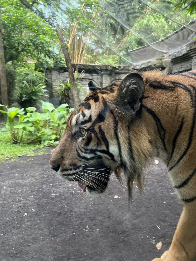 Tiger stock image. Image of sumatra, forest, bali, tiger - 277479605