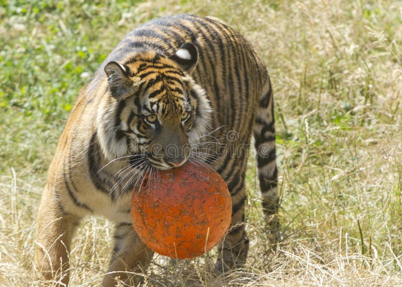 Tiger with ball. stock photo. Image of feline, hunter - 42547446