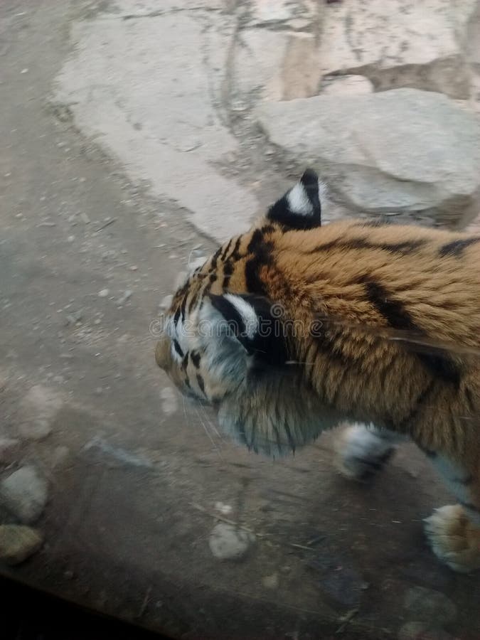 Bangled Tiger Stock Photos - Free & Royalty-Free Stock Photos from Dreamstime