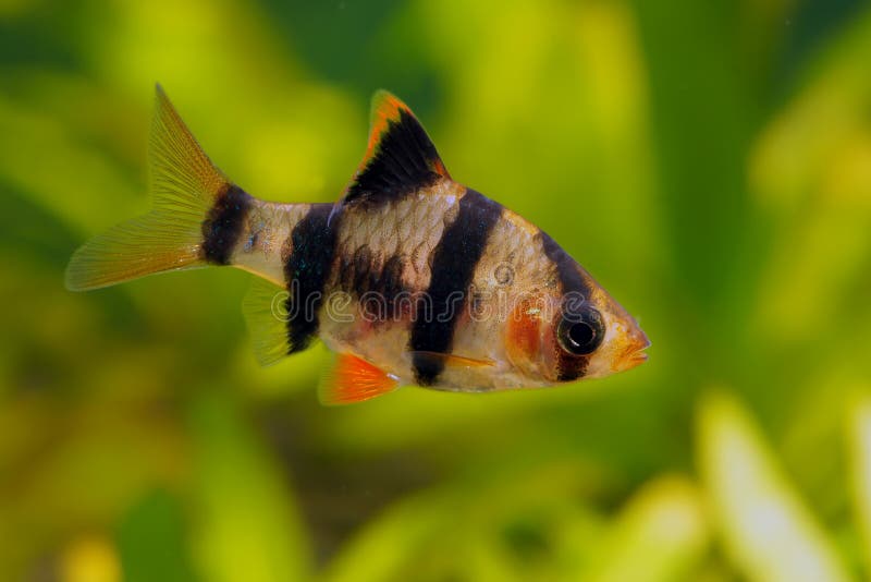 Tiger barb stock image. Image of striped, colorful, tropical - 23468319