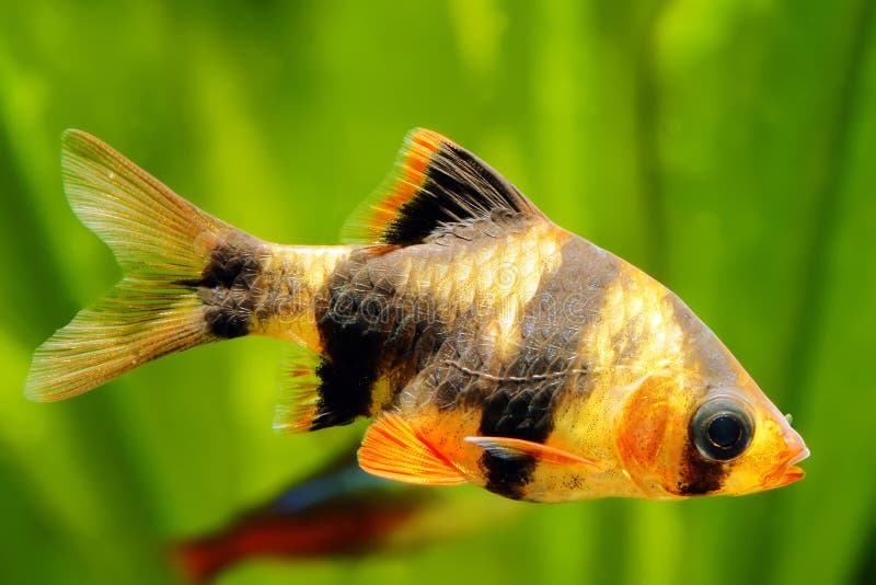 Tiger barb stock photo. Image of fish, aquarium, capoeta - 24011644