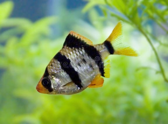 Tiger barb stock image. Image of barbus, puntius, tiger - 4009423