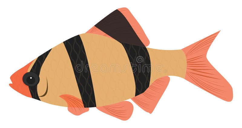 Tiger Barb Fish Stock Illustrations – 94 Tiger Barb Fish Stock ...