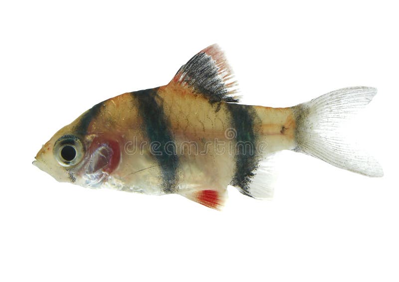 885 Tiger Barb Fish Stock Photos - Free & Royalty-Free Stock Photos ...