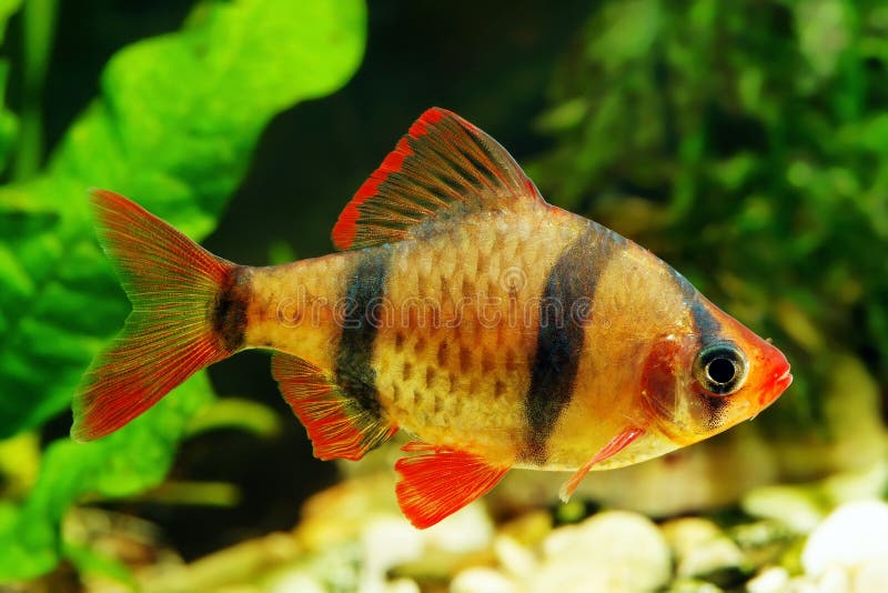 Red Tiger Barb