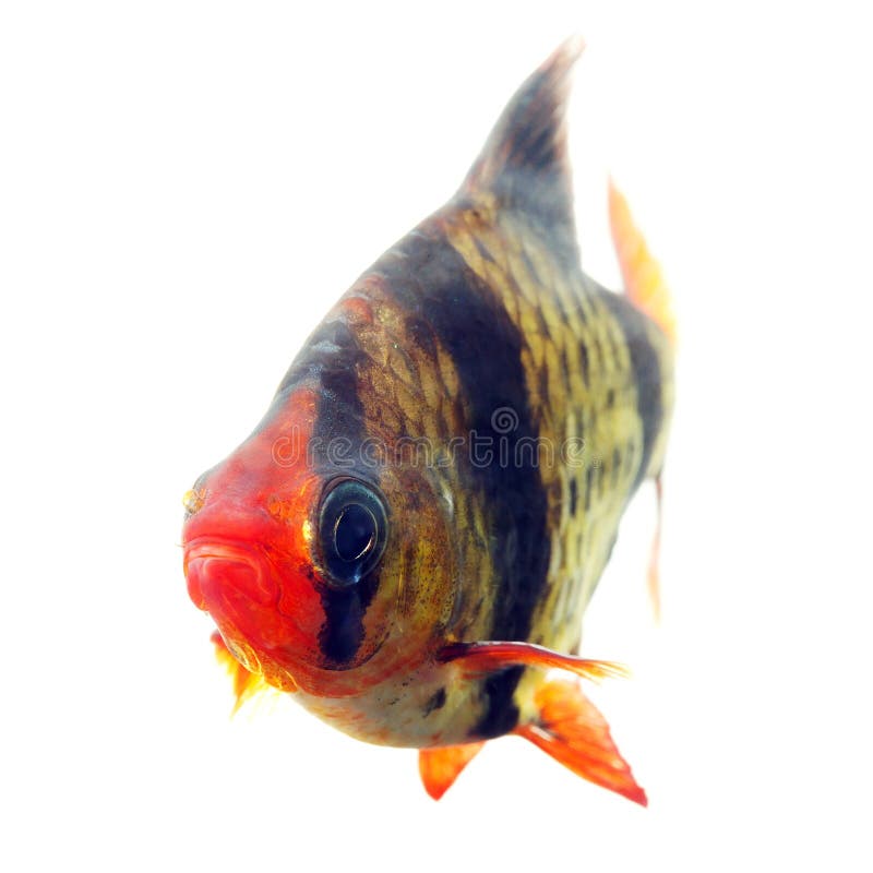 Tiger barb fish. stock image. Image of hobbie, tiger, aquaria - 6362351