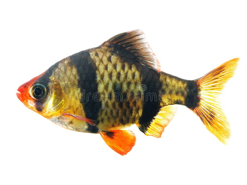 Tiger barb stock image. Image of background, vivid, white - 67169027