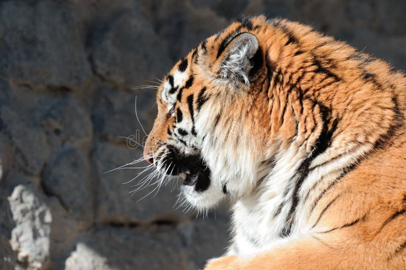 Tiger with Bared Fangs on the Black Background Stock Image - Image of ...