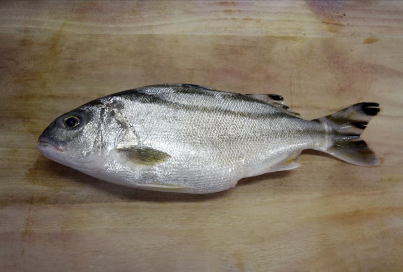 Tiger Bass in Japan. stock photo. Image of wild, target - 118778022