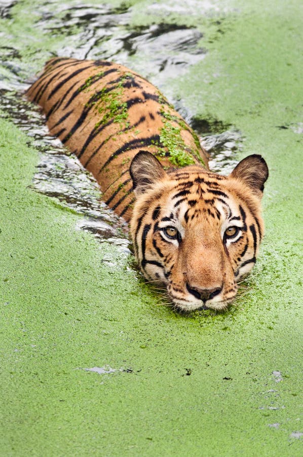 15+ Tiger taking bath Free Stock Photos - StockFreeImages