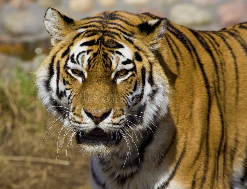 Tiger, Friendly Animals at the Prague Zoo. Stock Image - Image of ...