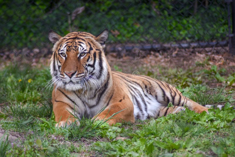 Tiger stock image. Image of tiger, beautiful, male, spring - 116437221