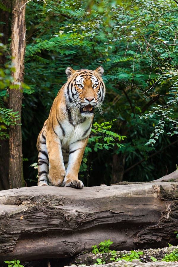 Tiger stock photo. Image of asian, africa, bengal, india - 53419104