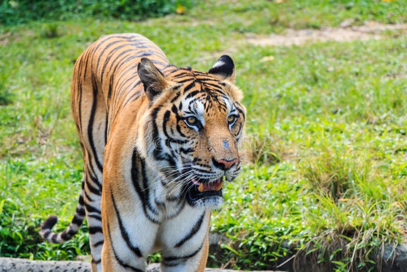 Tiger stock image. Image of page, animal, closeup, jungle - 58250617