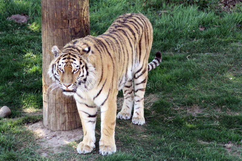 Tiger stock image. Image of closeup, portrait, front - 34749057