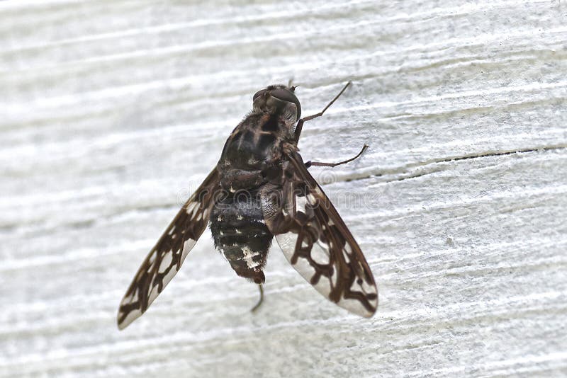 Tiger Bee Fly, Closeup stock photo. Image of wildlife - 313178054