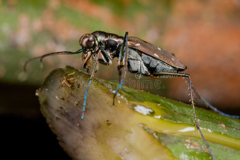 Tiger beetle stock photo. Image of wing, wild, park, garden - 10387996