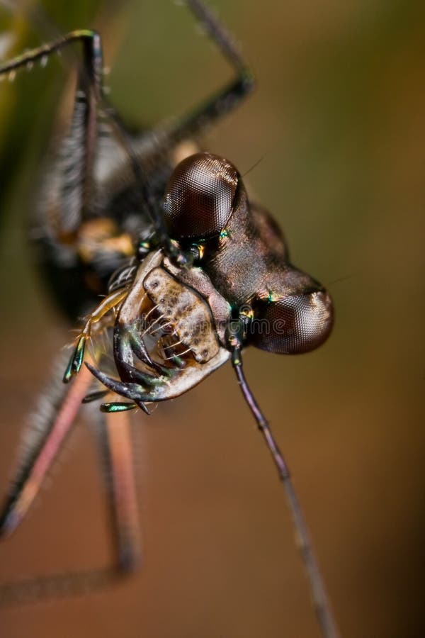 Tiger beetle stock photo. Image of fierce, leaf, reflective - 10388086