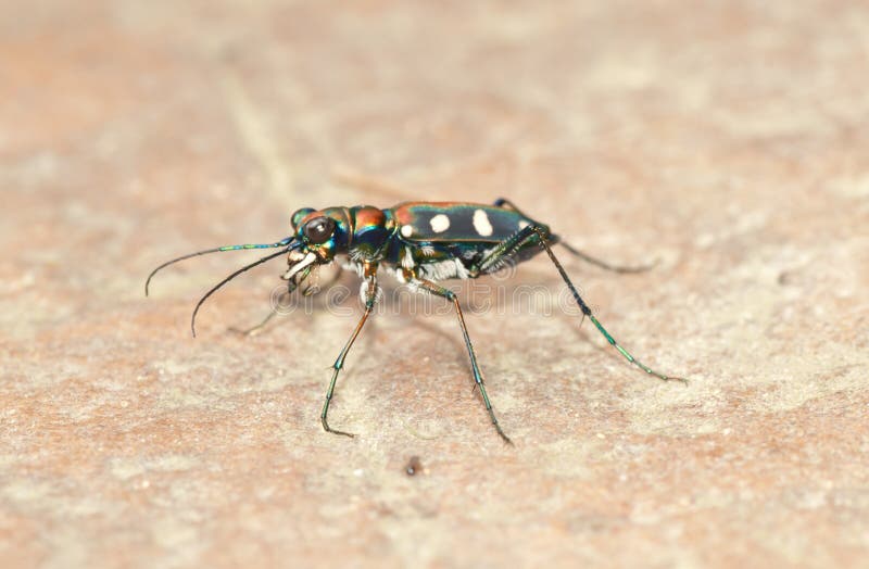 Tiger beetle stock photo. Image of cicindela, coleoptera - 18063798