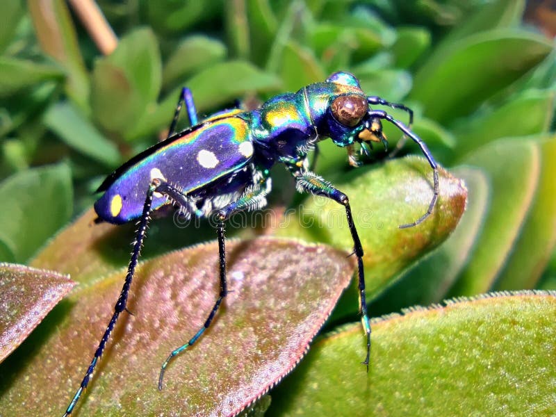 Tiger Beetle stock photo. Image of hunter, quick, aggressive - 202674966