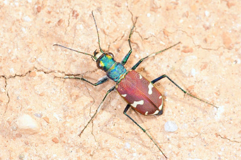 Tiger beetle stock image. Image of insects, macro, stones - 25544457