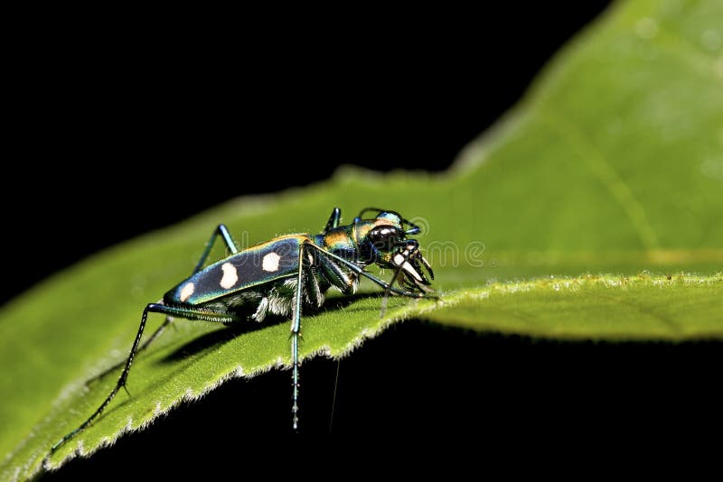 Tiger beetle stock photo. Image of plant, insect, flora - 26044692