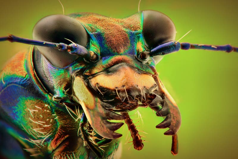 Tiger Beetle Face Extreme Close Up Macro Photography Stock Image ...