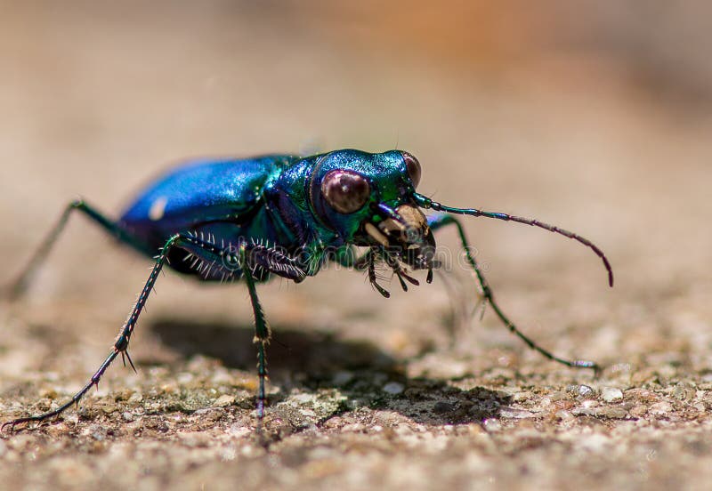 Tiger Beetle stock photo. Image of beetle, iridescent - 40141382