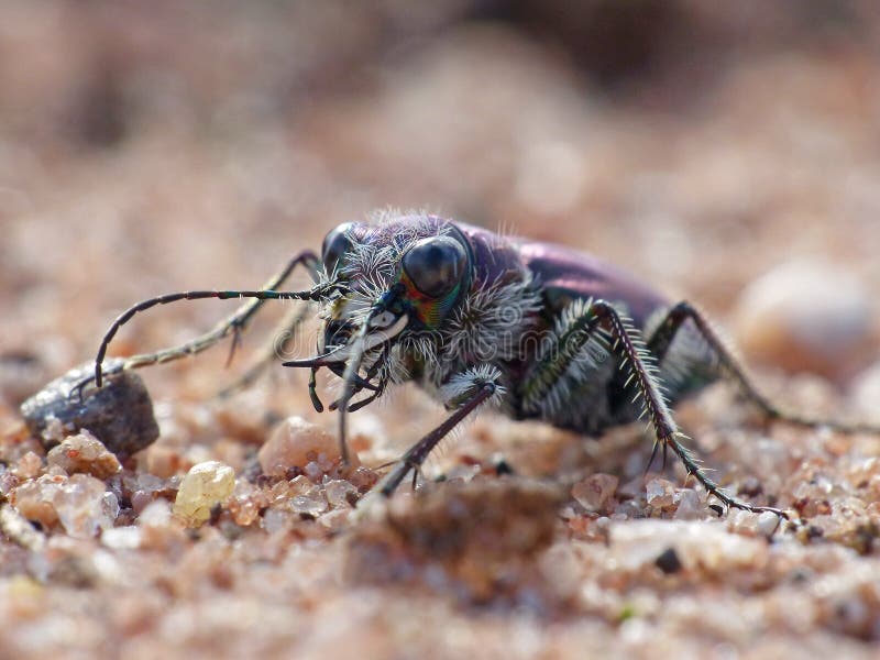 Tiger Beetle on Red Sand in the Sun Stock Image - Image of details ...