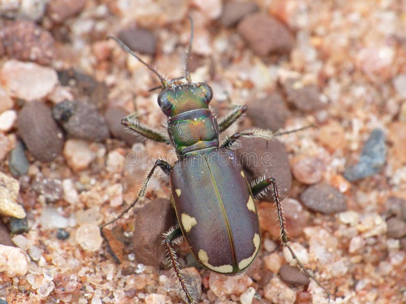 Tiger Beetle on Red Sand Top View Stock Image - Image of tiger, macro ...