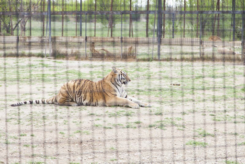 Tiger behind bars stock photo. Image of captivity, caged - 117502154