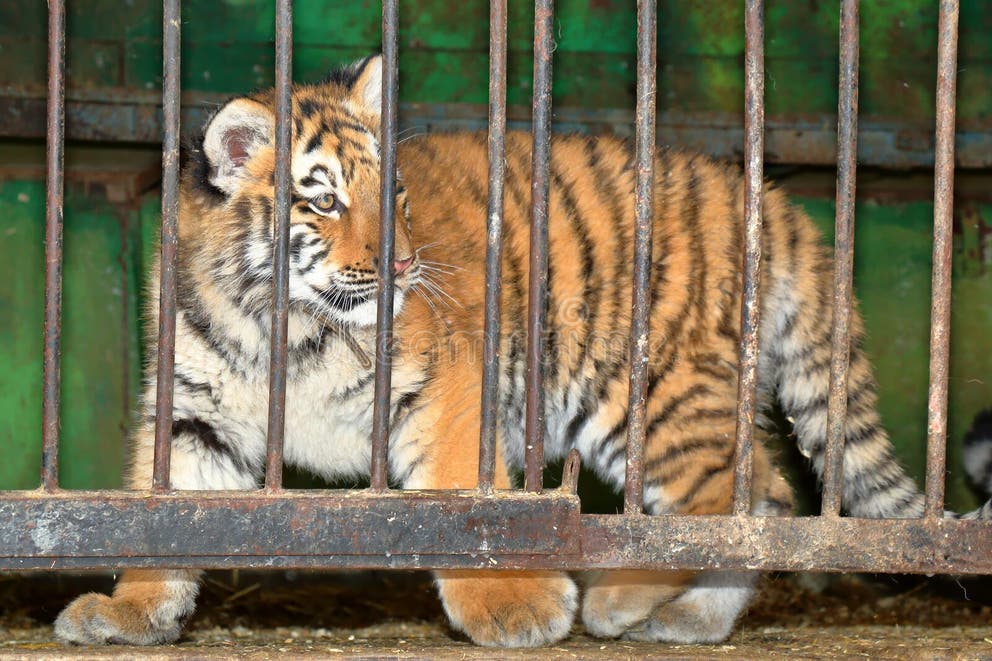 Tiger Behind Bars in a Zoo Cage Stock Image - Image of danger, animals ...