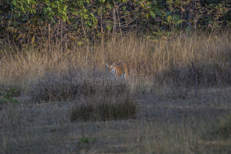 Royal Bengal Tiger Portrait Stock Image - Image of nature, carnivore ...