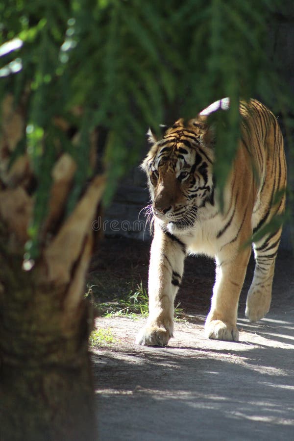 Tiger behind leaves tree stock photo. Image of asia - 154982998