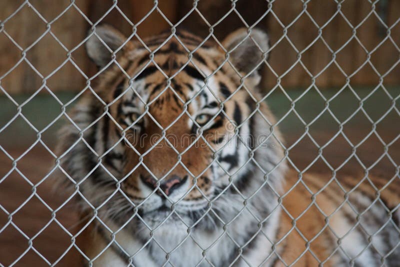 Tiger Behind the Net in a Cage Stock Image - Image of animal, feline ...