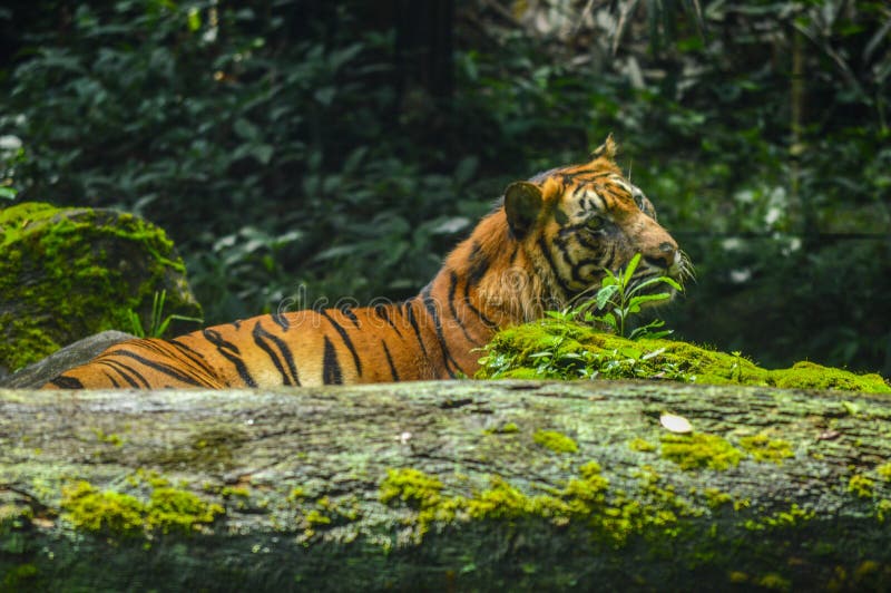 Showing Off the Head from Behind Stock Image - Image of detail, male ...