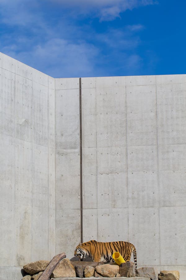 Tiger stock image. Image of striped, tennoji, stripes - 67538571