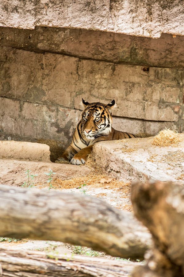 Tiger editorial stock photo. Image of white, carnivore - 60489973